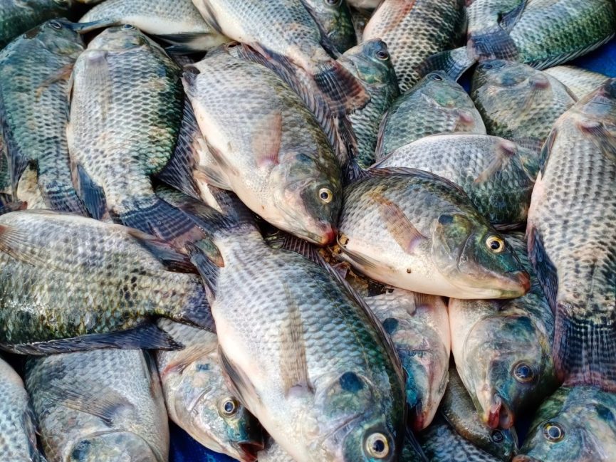 Panduan Ternak Ikan Nila di Ember - Seluruh Panduan Ternak Ikan Nila di Ember - Seluruh